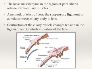 Development of eye | PDF