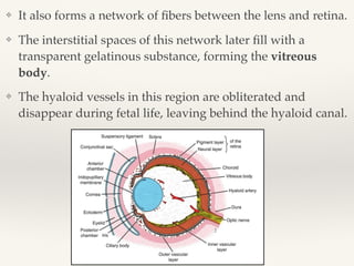 Development of eye | PDF