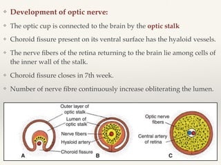 Development of eye | PDF