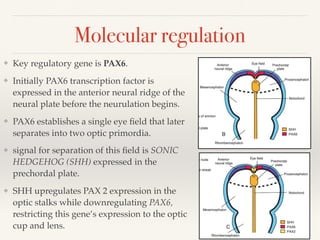 Development of eye | PDF