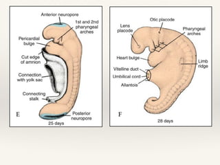 Development of eye | PDF