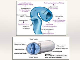 Development of eye | PDF