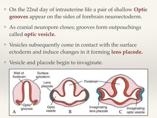 Development of eye | PDF