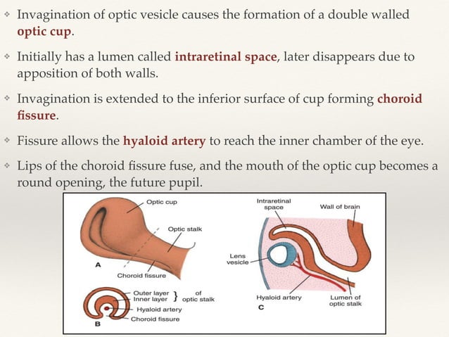 Development of eye | PDF | Eye and Vision Conditions | Diseases and ...