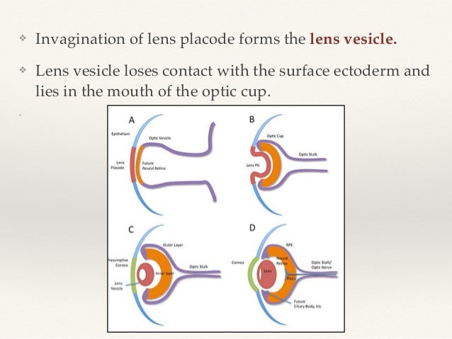 Development of eye