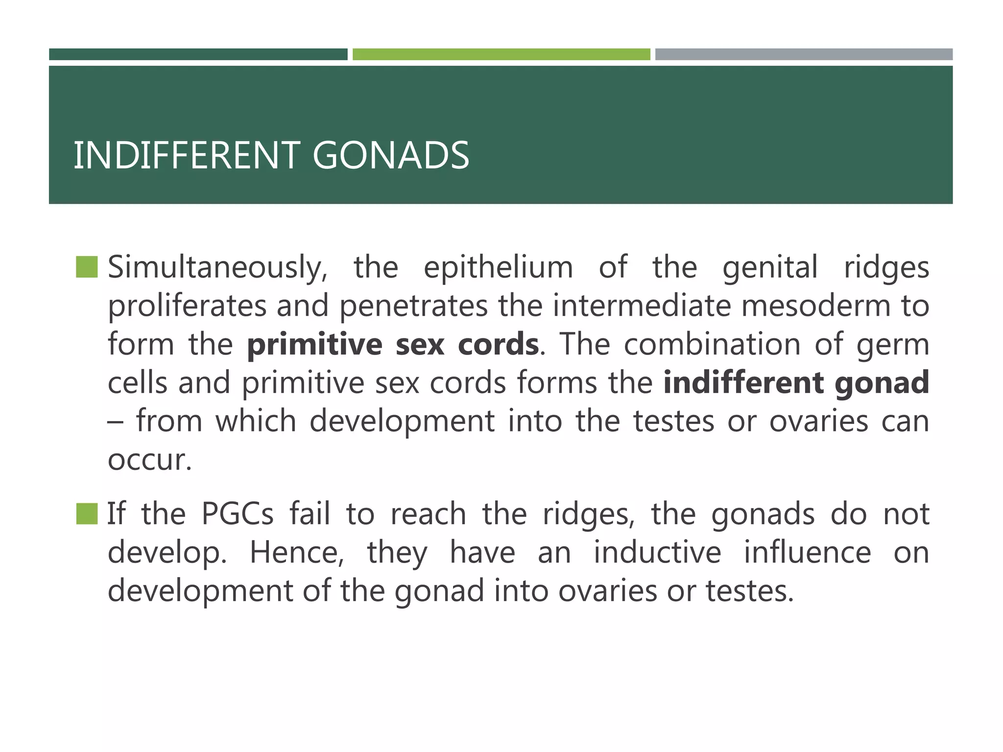 Development of the female reproductive system | PPTX