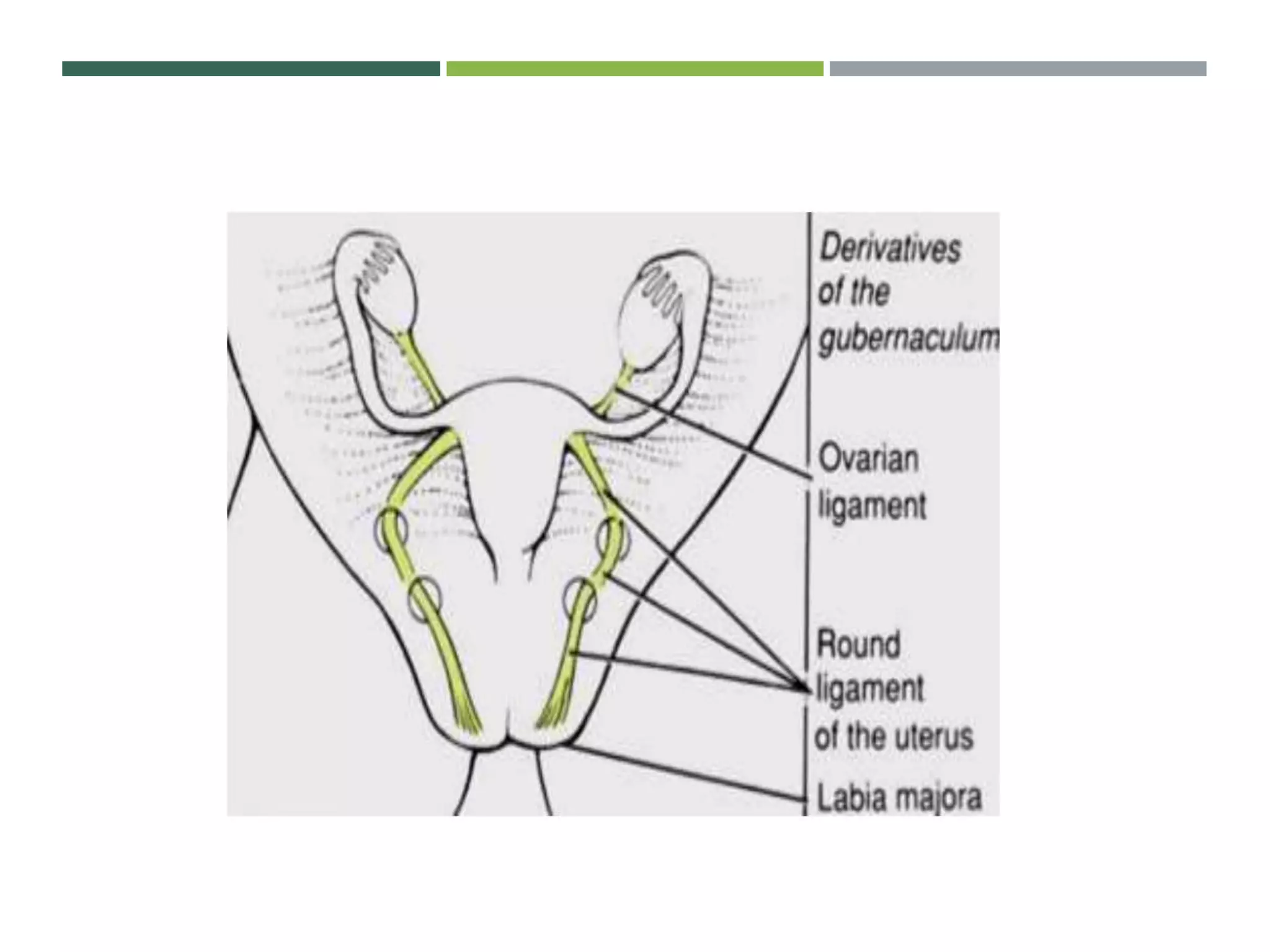 Development of the female reproductive system | PPTX
