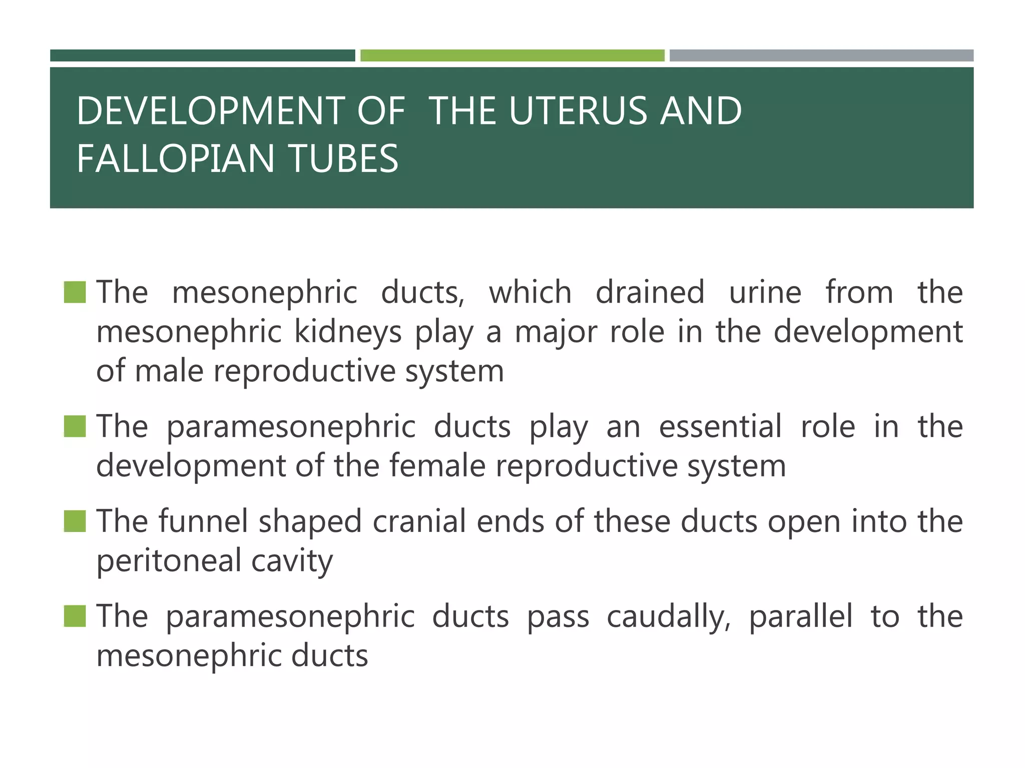 Development of the female reproductive system | PPTX