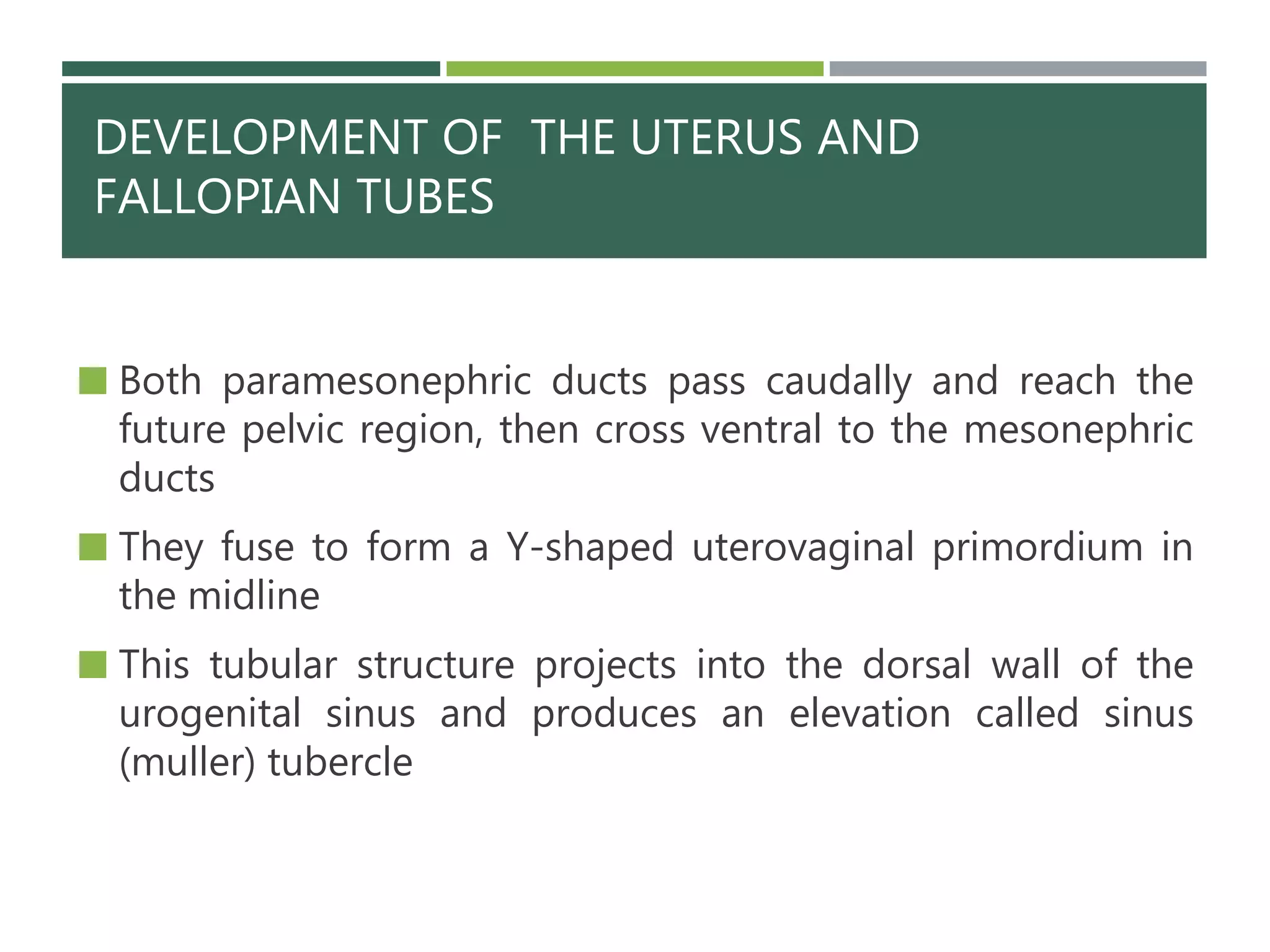 Development of the female reproductive system | PPTX