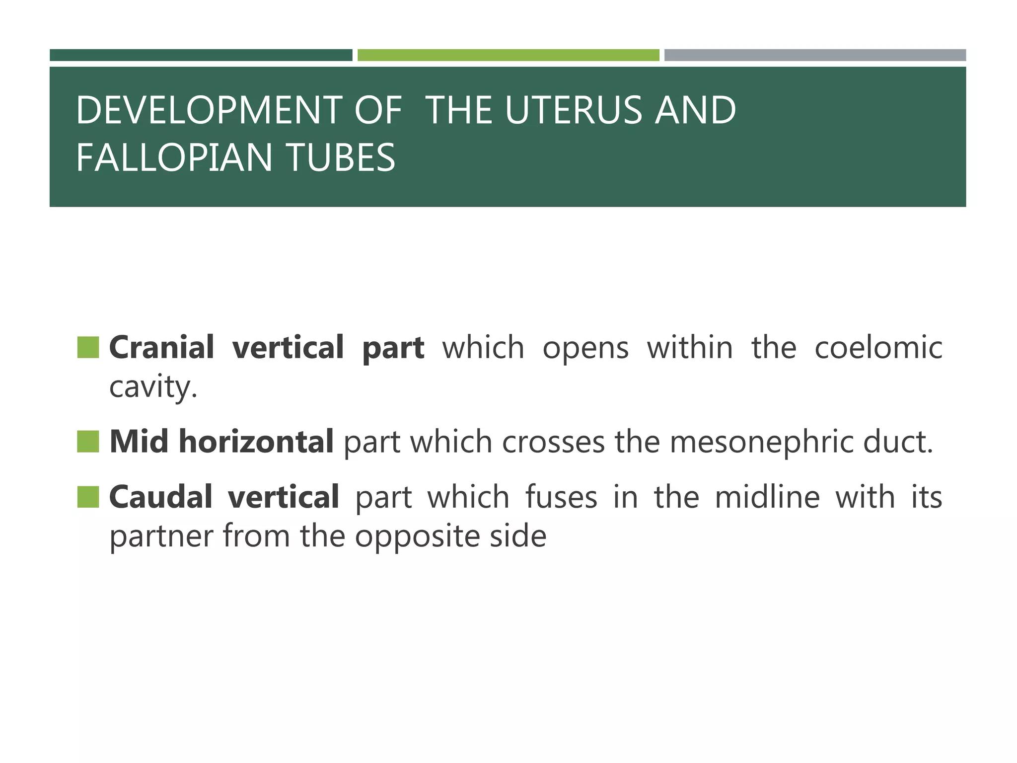 Development of the female reproductive system | PPTX