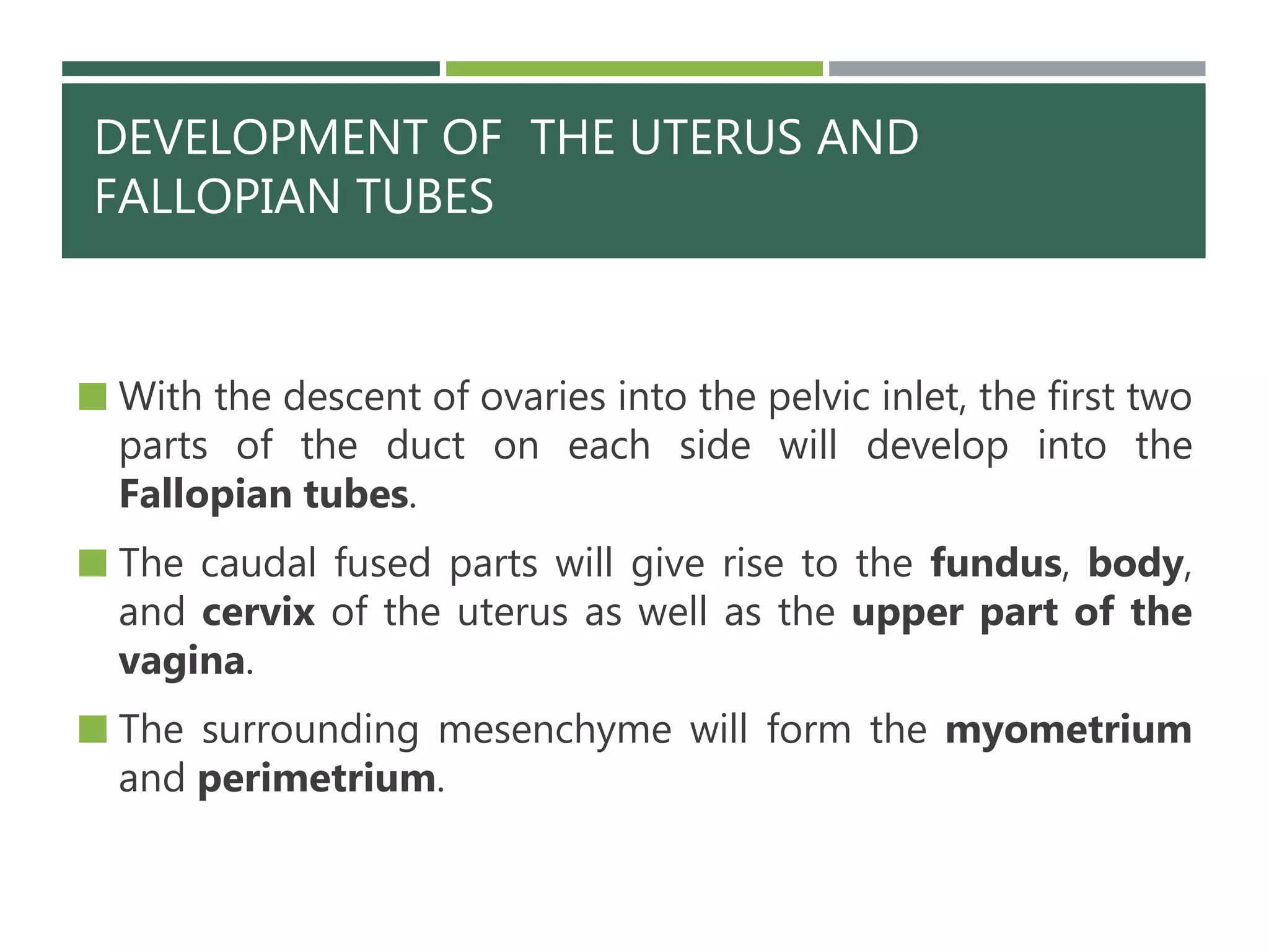 Development of the female reproductive system | PPTX