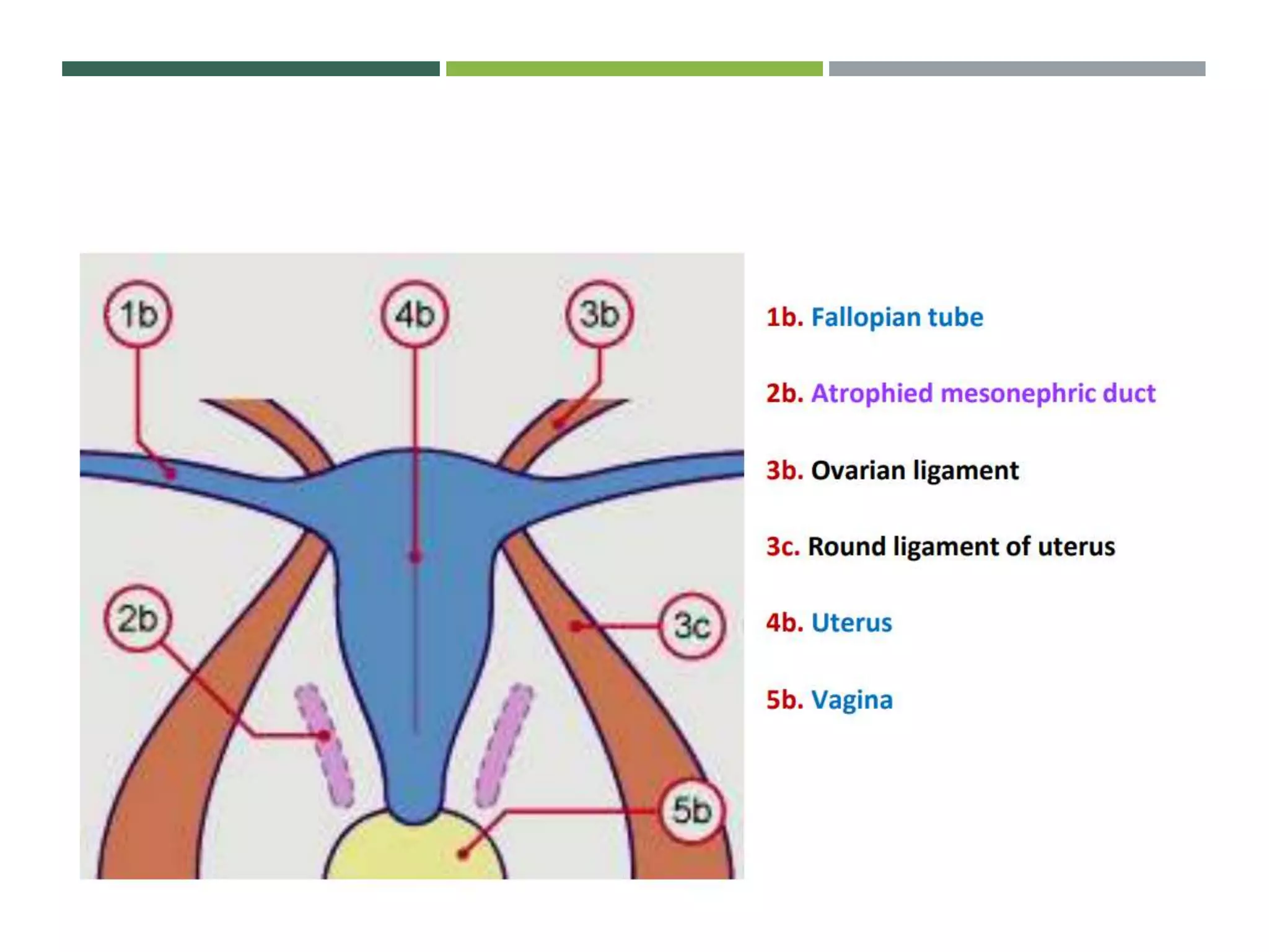 Development of the female reproductive system | PPTX