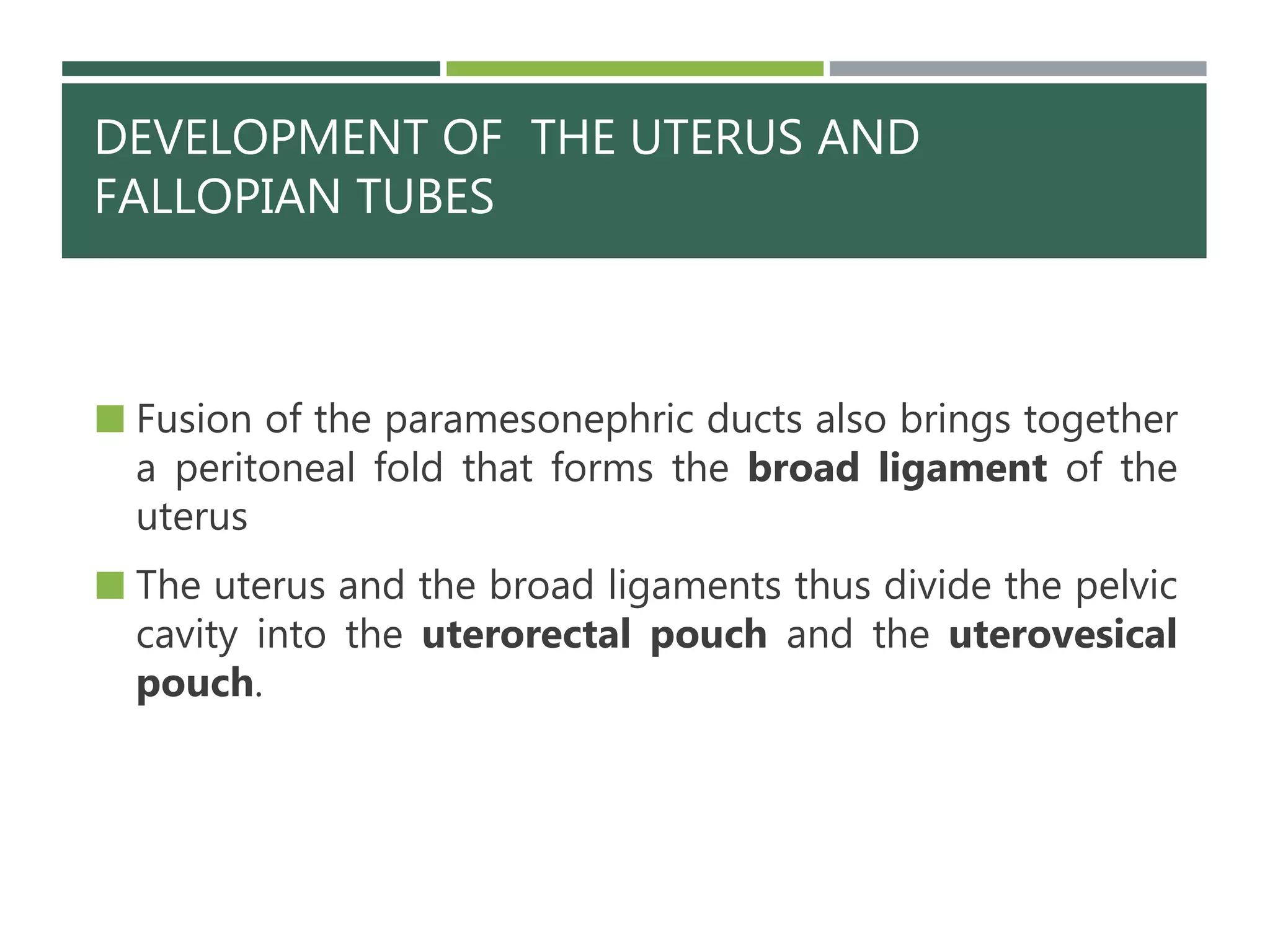 Development of the female reproductive system | PPTX