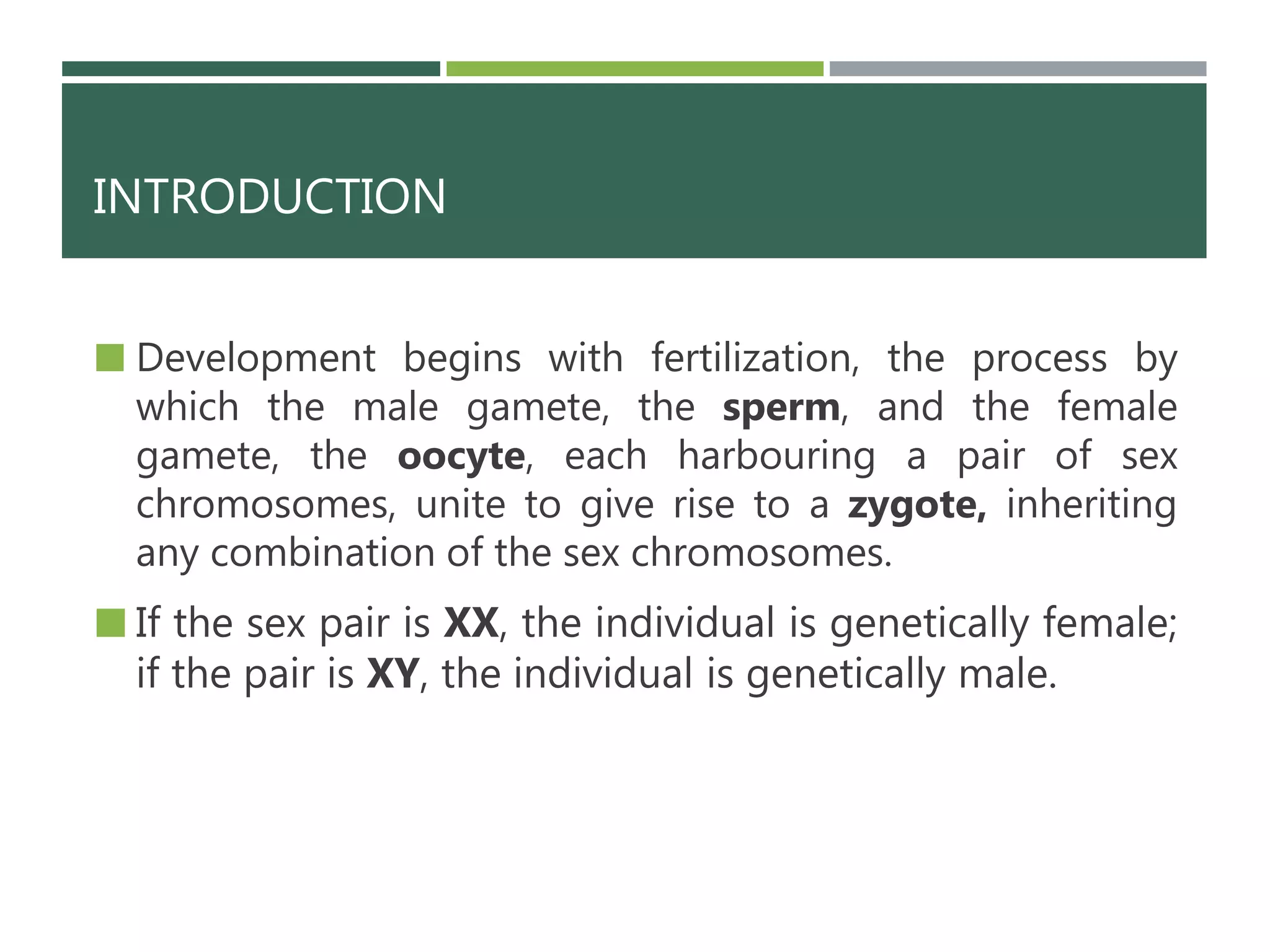 Development of the female reproductive system | PPTX