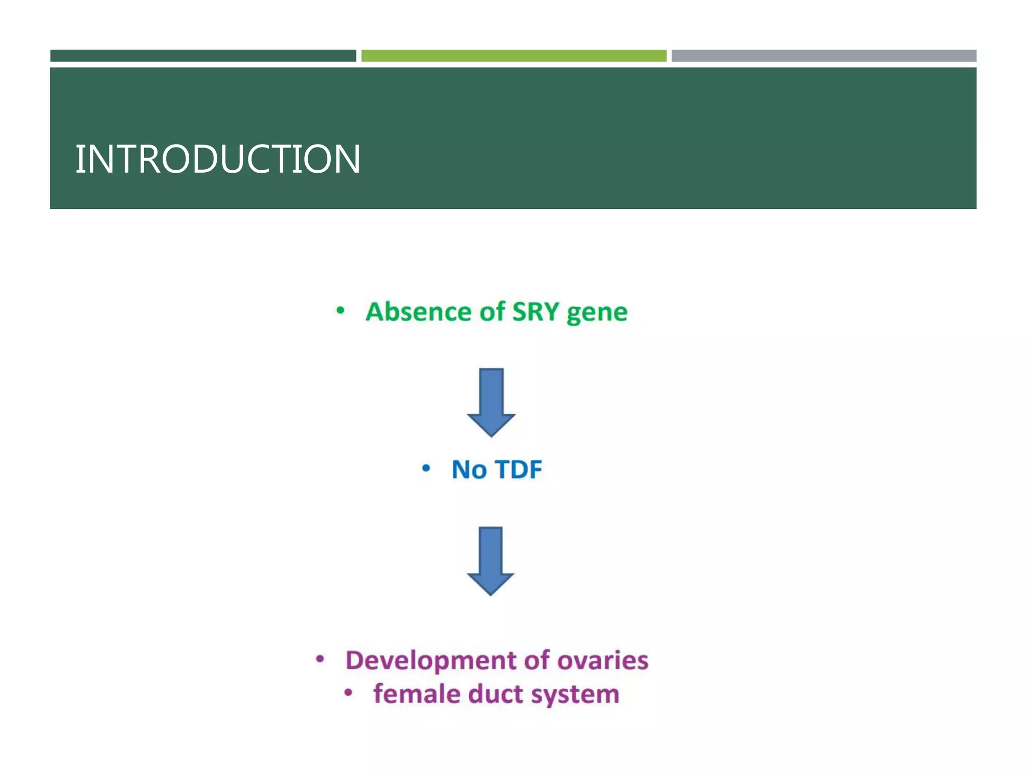 Development of the female reproductive system | PPTX