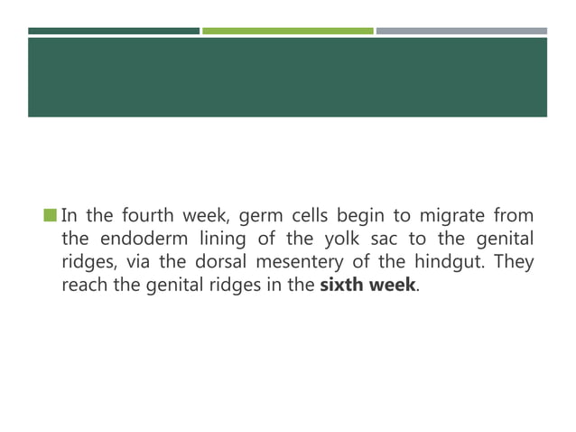 Development of the female reproductive system | PPT