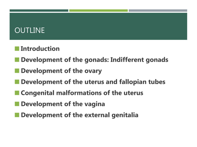Development of the female reproductive system | PPT