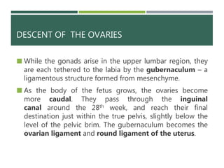 Development of the female reproductive system | PPTX