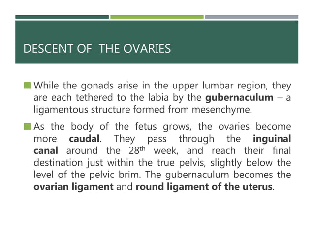Development of the female reproductive system | PPT