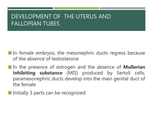 Development of the female reproductive system | PPT