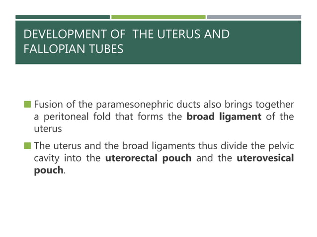 Development of the female reproductive system | PPT