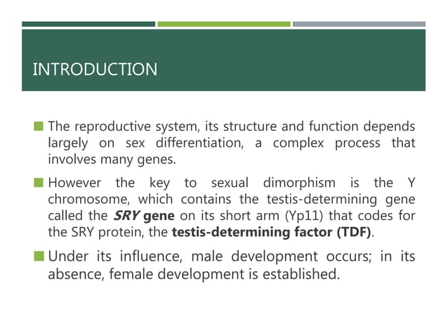 Development of the female reproductive system | PPT