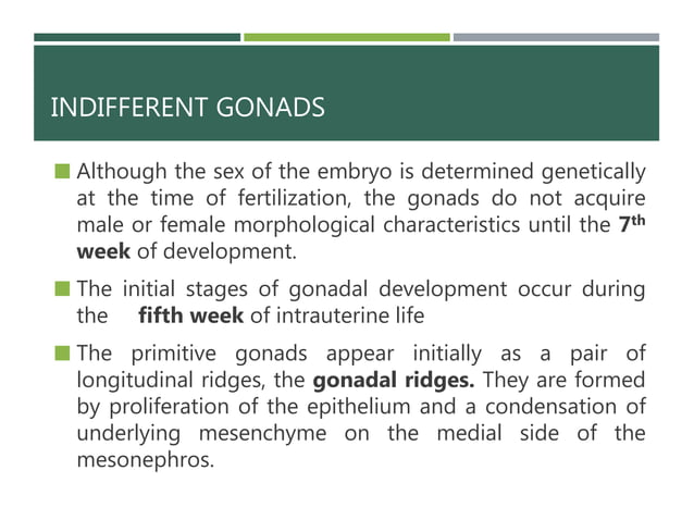 Development of the female reproductive system | PPT