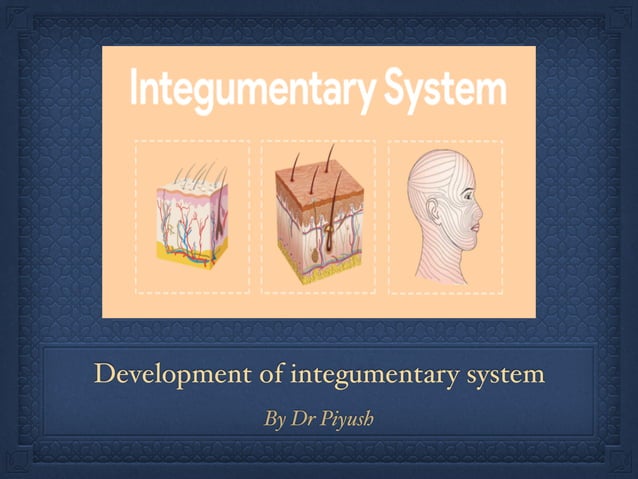 Development of integumentary system | PDF