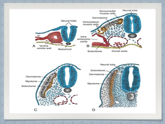 Development of integumentary system | PDF