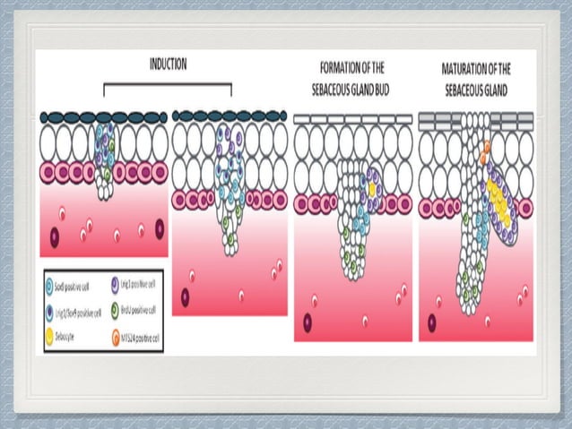 Development of integumentary system | PDF