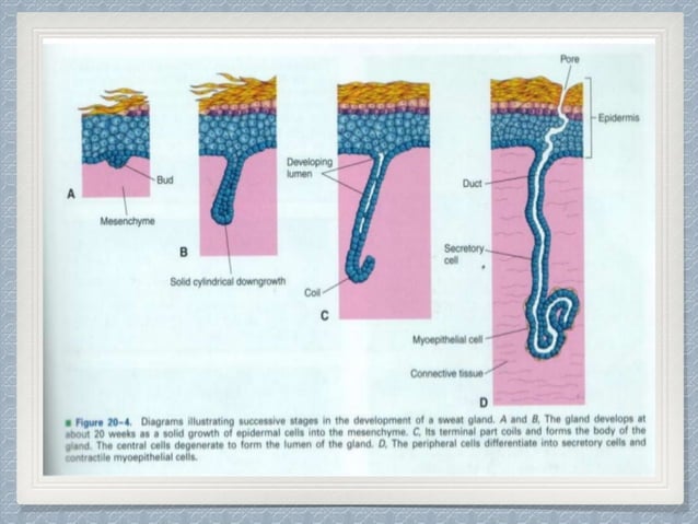 Development of integumentary system | PDF