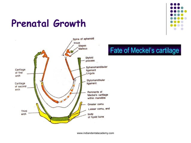 Development of mandible