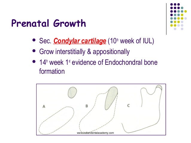 Development of mandible