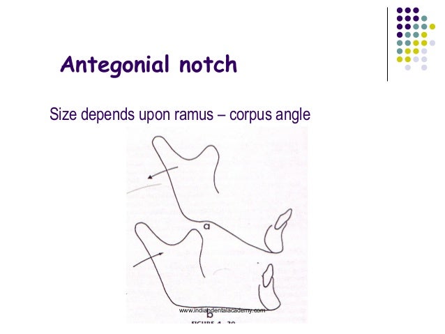 Development of mandible