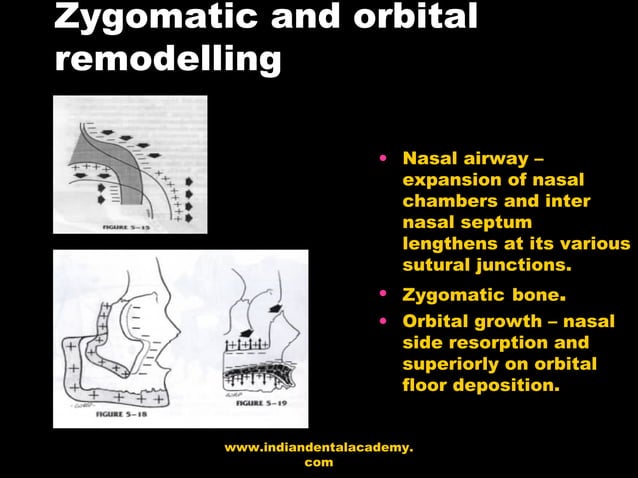 Dev of max and mand | PPT
