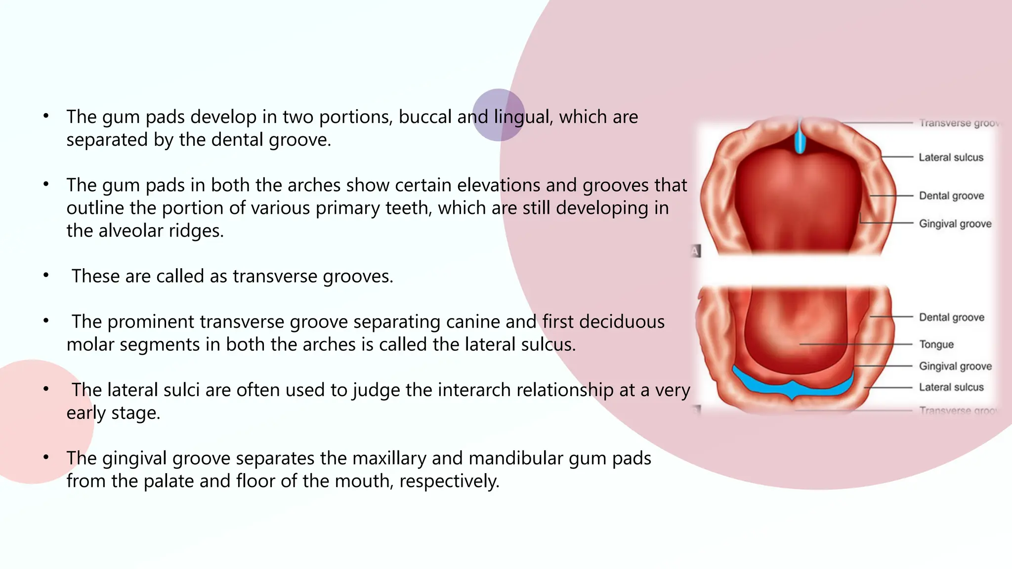 DEVOLOPMENT OF OCCLUSION,ORTHODONTICS AND DENTOFACIAL ORTHOPAEDICS | PPTX
