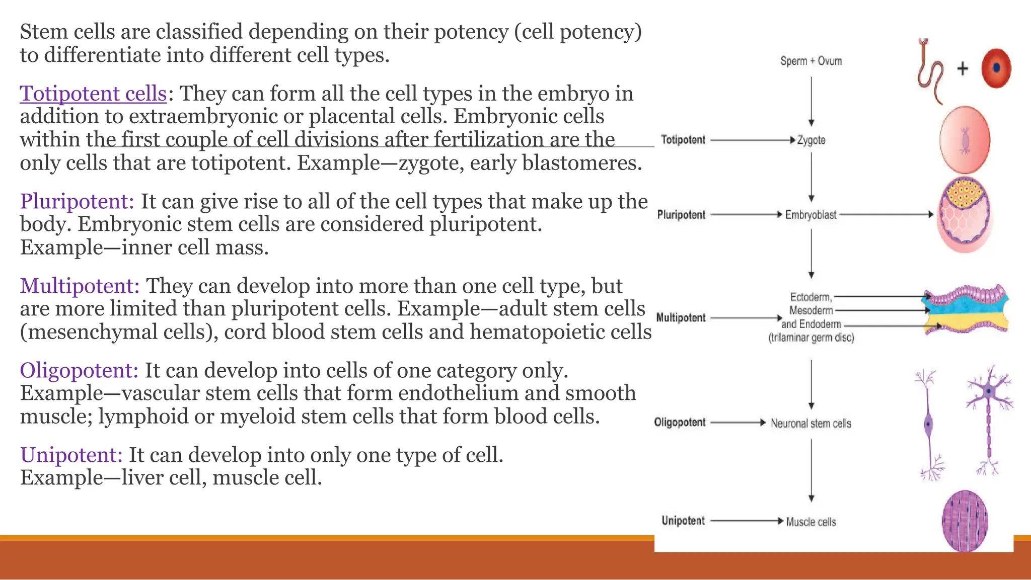 Development of the face and the oral cavity | PDF