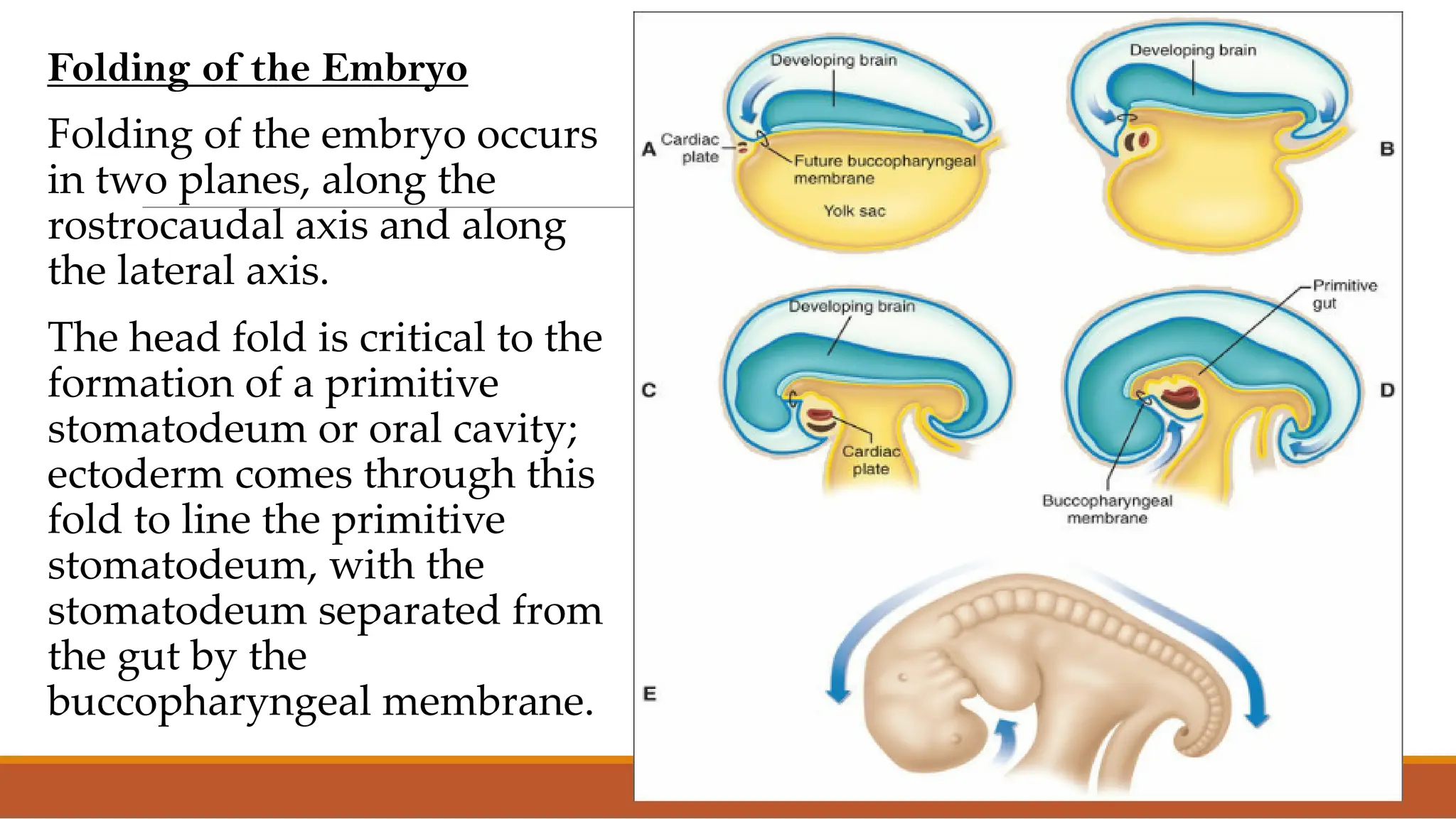 Development of the face and the oral cavity | PDF