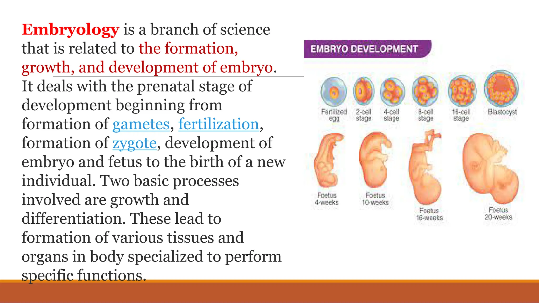 Development of the face and the oral cavity | PDF