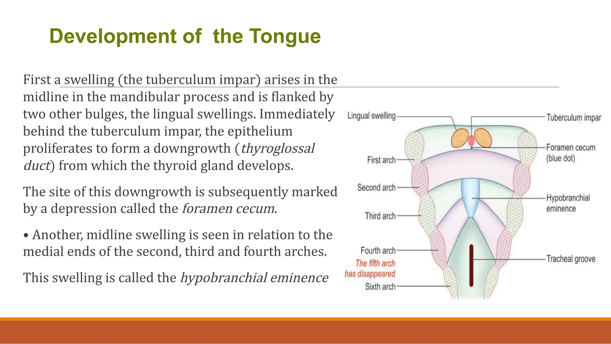 Development of the face and the oral cavity | PDF