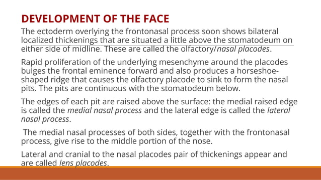 Development of the face and the oral cavity | PDF | Pregnancy ...