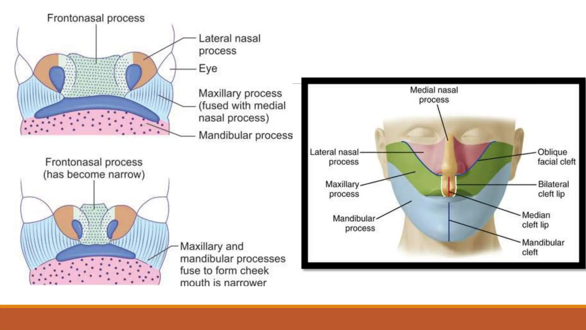 dev of oral and paraoral.pptx dental anatomy and dental histology | PPTX