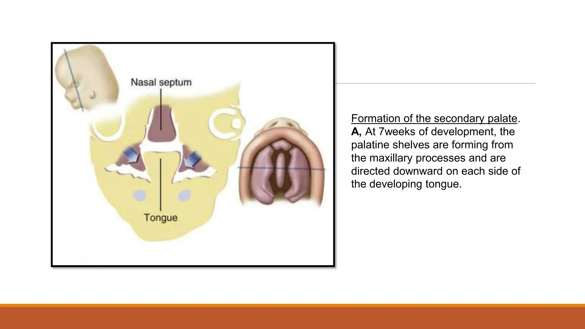 dev of oral and paraoral.pptx dental anatomy and dental histology | PPTX
