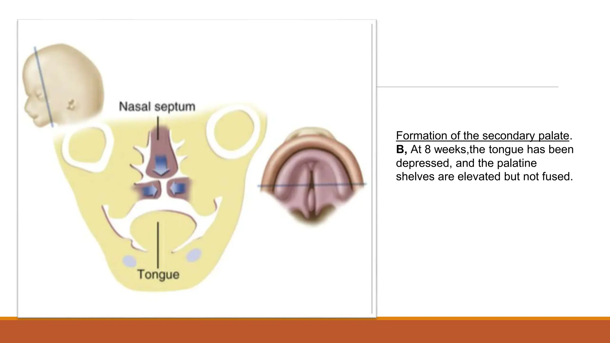 dev of oral and paraoral.pptx dental anatomy and dental histology | PPTX