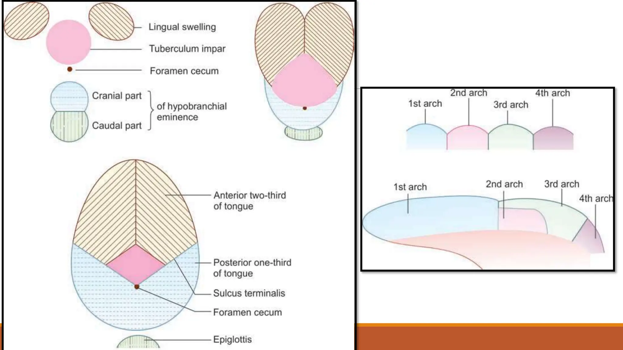 dev of oral and paraoral.pptx dental anatomy and dental histology | PPTX