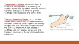 dev of oral and paraoral.pptx dental anatomy and dental histology | PPTX
