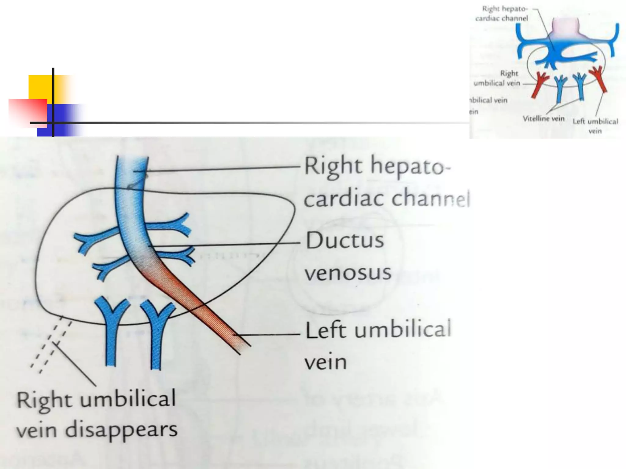 Development of Major Vessels. | PPT