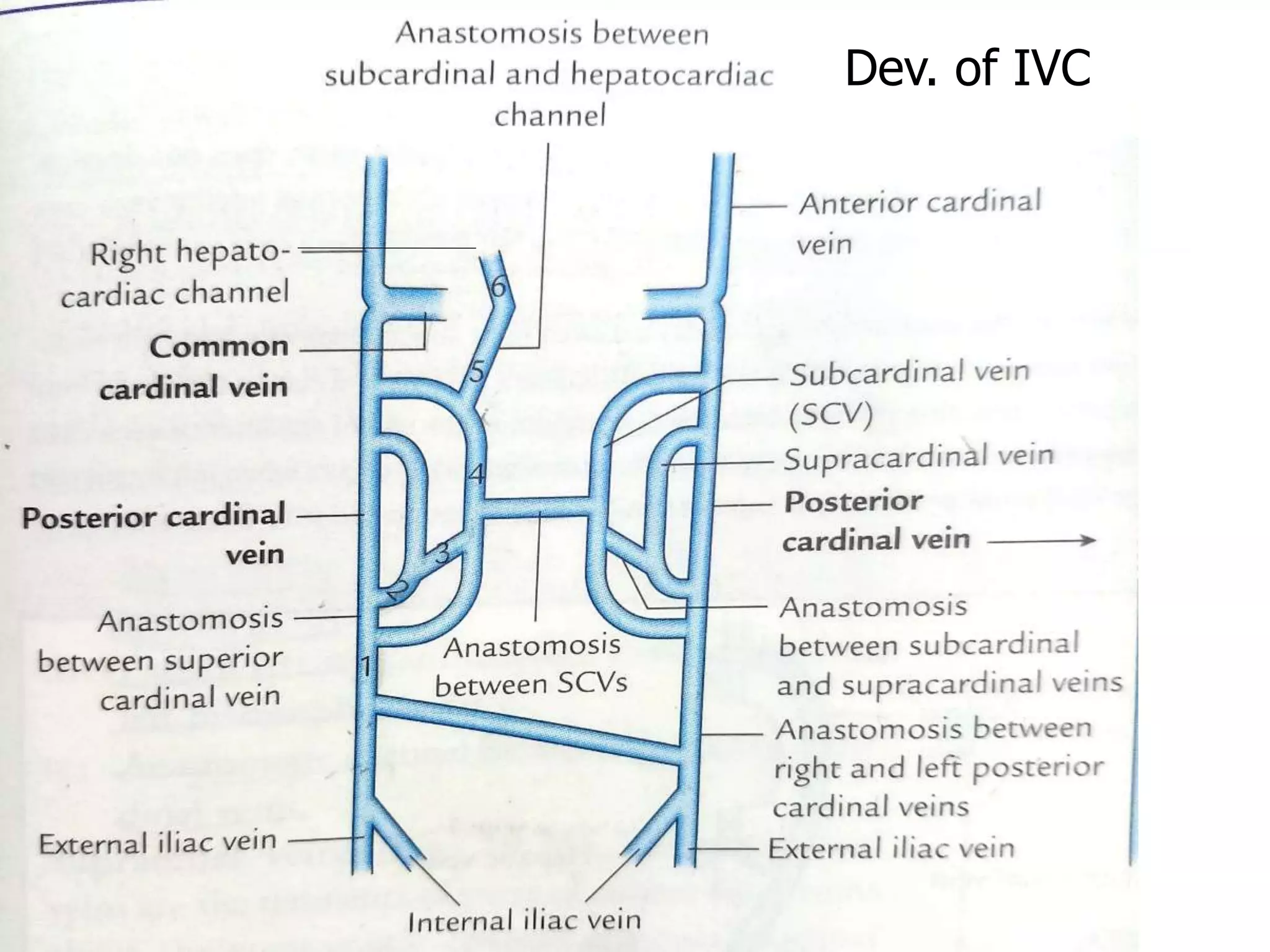 Development of Major Vessels. | PPT