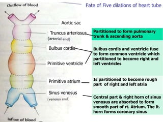 Development of Major Vessels. | PPT