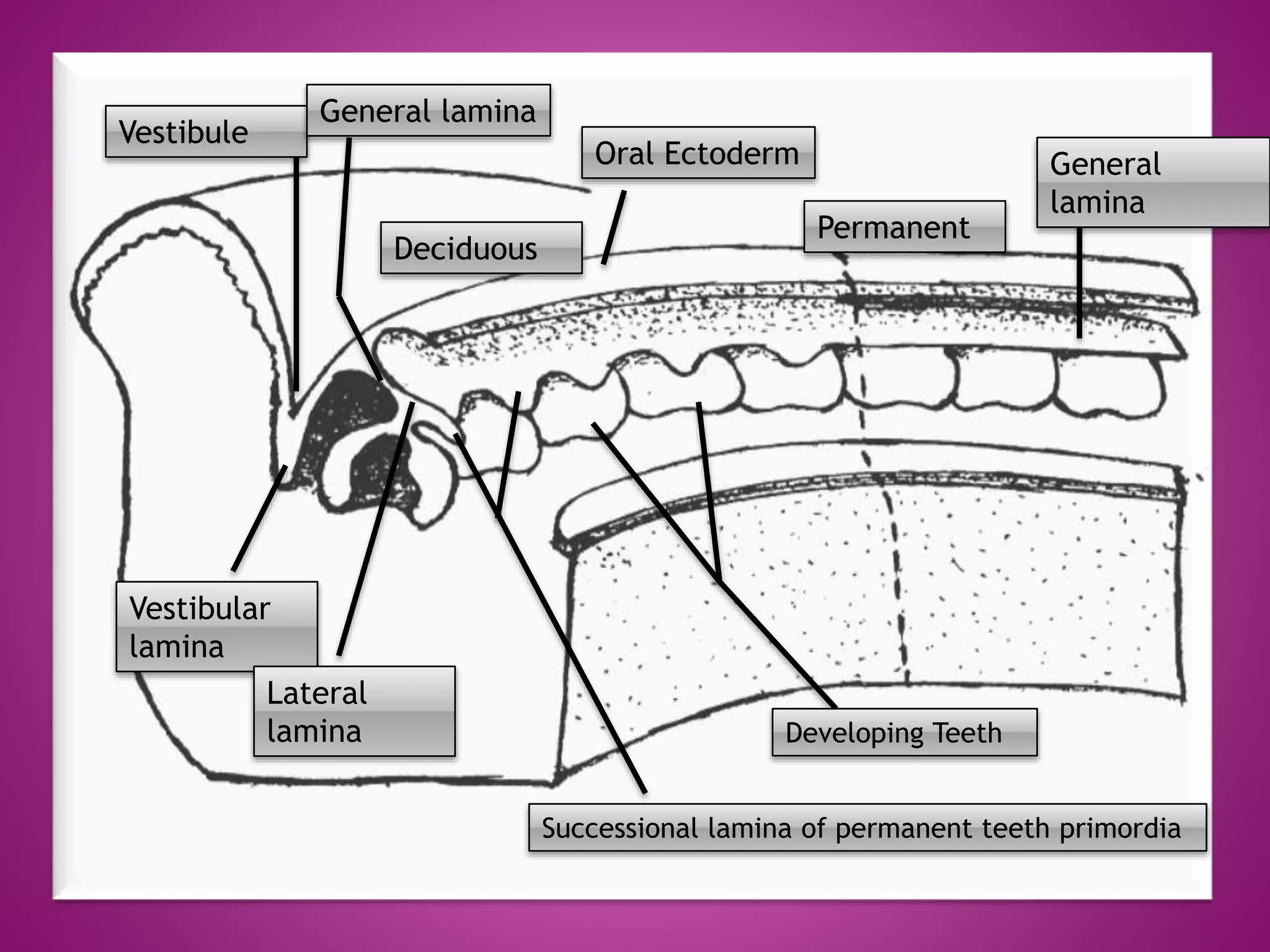 Development of tooth | PPTX